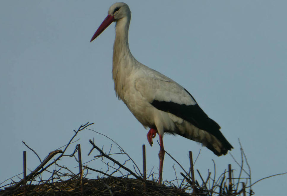 Selskabelig stork gæster Vejrumbro - Viborg Netavis