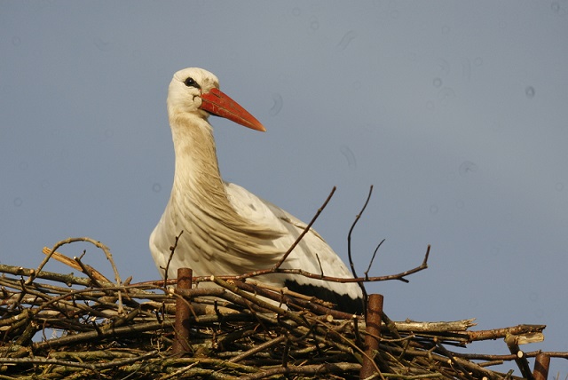 Storken er kommet til Nørreådalen - Viborg Netavis