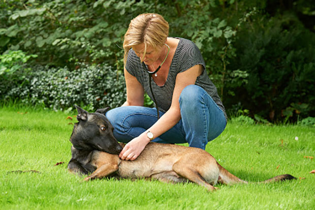 Nu kan din hund blive behandlet hjemme - Viborg Netavis